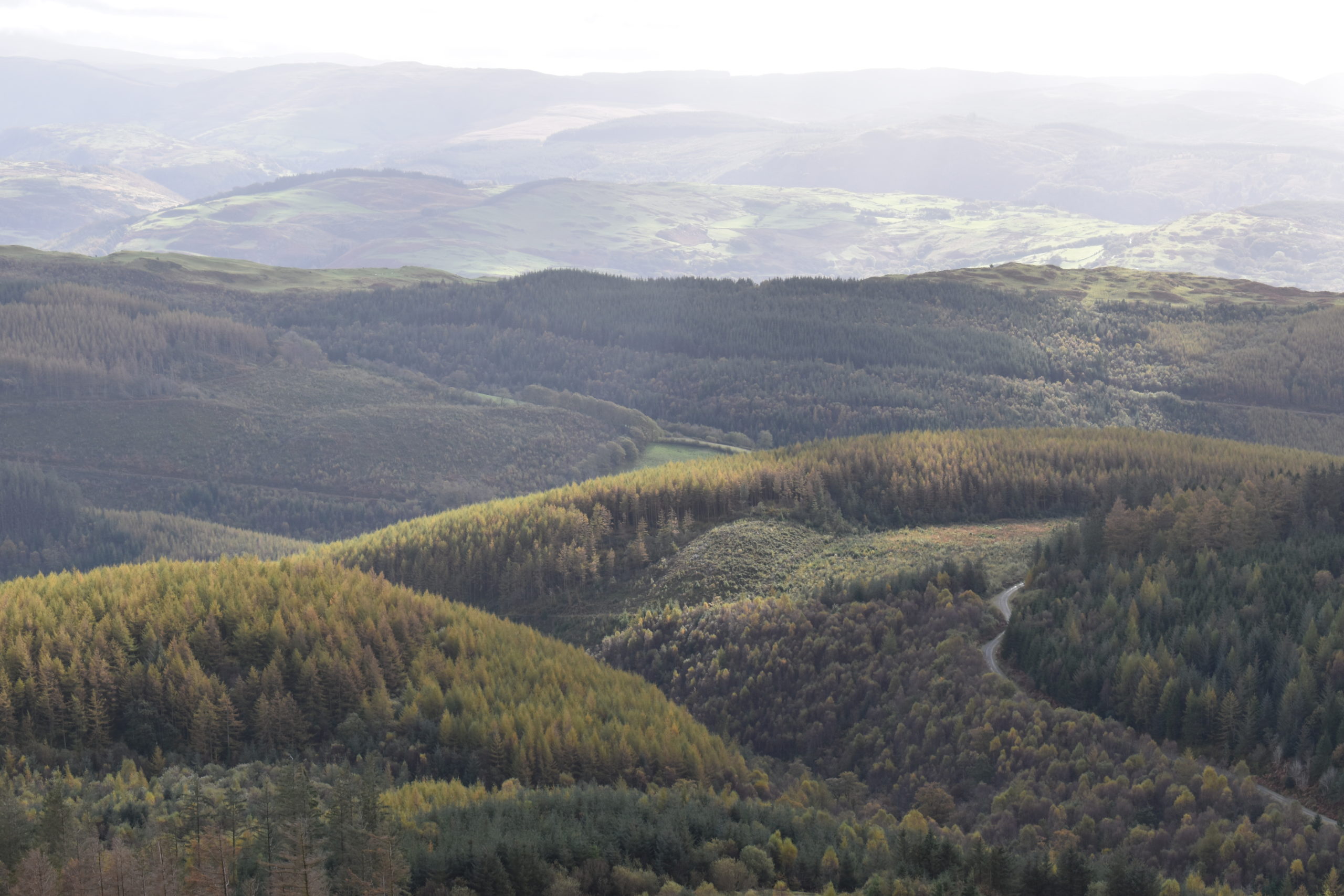 Newsletter 8: In the Forestry - Visit Pennal | Ymweld â Pennal